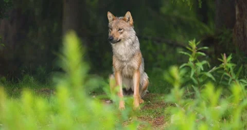 Female grey wolf sitting at the grass in... | Stock Video | Pond5