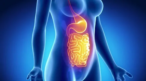 Female GUTS STOMACH anatomy in blue x-ra... | Stock Video | Pond5