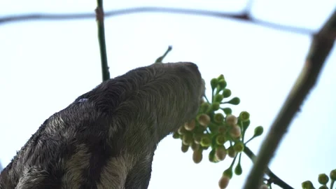 Female hairy sloth eating plants from br... | Stock Video | Pond5