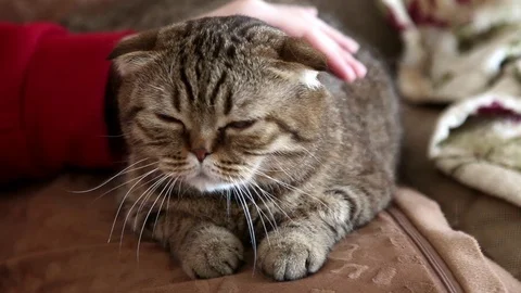 Female hand caress a cat of Scottish bre... | Stock Video | Pond5