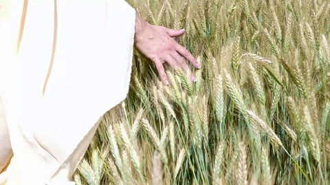 female hand running through wheat field.... | Stock Video | Pond5