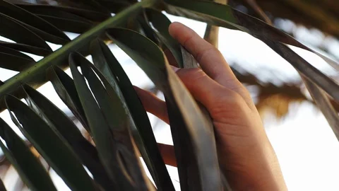 Female hand touching & caressing palm tr... | Stock Video | Pond5