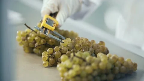 Female hands is measuring grapes. Qualit... | Stock Video | Pond5