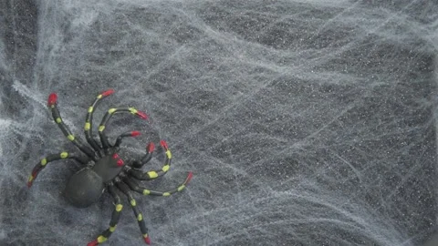 Spiders For Hands Stock Videos – Royalty-Free HD & 4K Videos