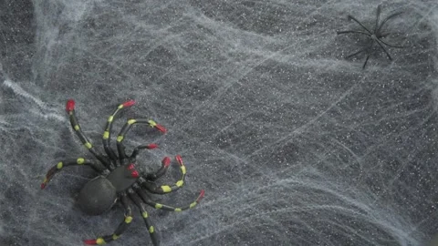 Spiders For Hands Stock Videos – Royalty-Free HD & 4K Videos