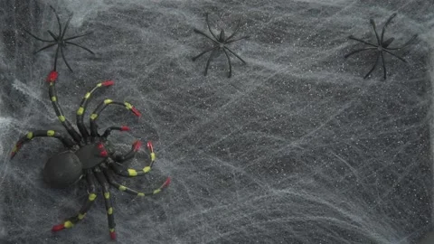 Spiders For Hands Stock Videos – Royalty-Free HD & 4K Videos