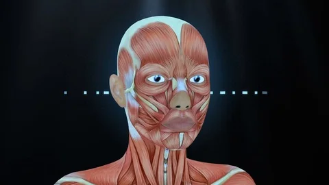 Female Head Muscles with Graph on Black ... | Stock Video | Pond5