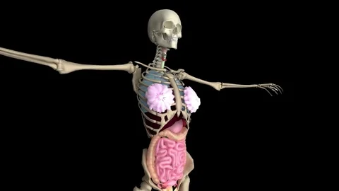 female inner body animation with black b... | Stock Video | Pond5
