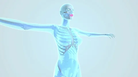 female inner body animation with blue ba... | Stock Video | Pond5