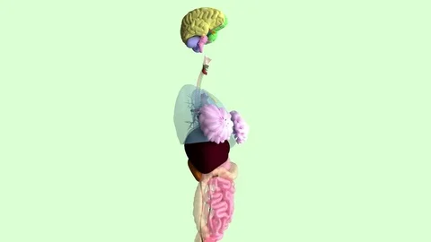 female inner body animation with green b... | Stock Video | Pond5