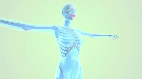 female inner body animation with green b... | Stock Video | Pond5