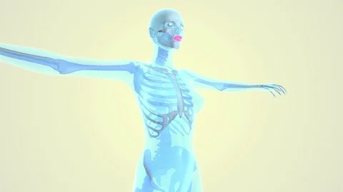 female inner body animation with yellow ... | Stock Video | Pond5