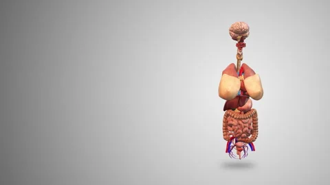 Female Internal Organs with gradient bac... | Stock Video | Pond5