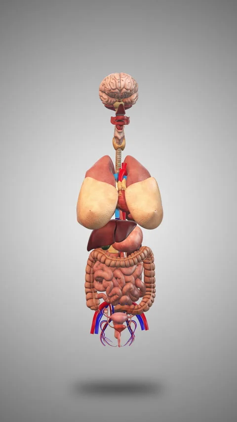 Organs Inside Female Human Body