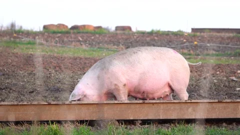 Female Landrace pig at large in a muddy ... | Stock Video | Pond5