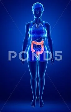 Female large intestine anatomy: Royalty Free #42862546