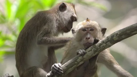 Female Macaque Grooming Male and Removin... | Stock Video | Pond5