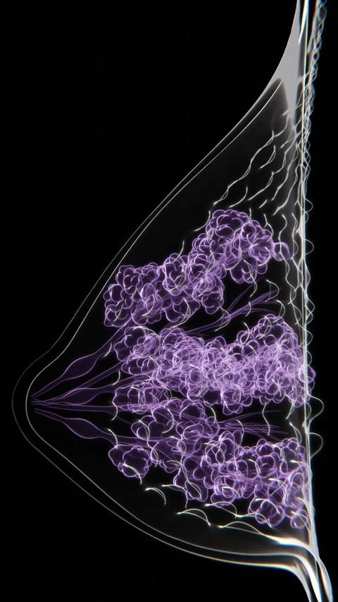 Female Mammary Glands Indication Vertica... | Stock Video | Pond5