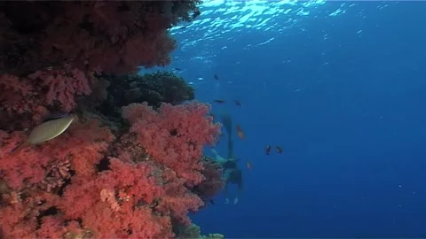 Female Model Free diver Swimming In A Co... | Stock Video | Pond5