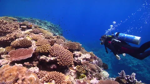 P Model Scuba Stock Videos – Royalty-Free HD & 4K Videos