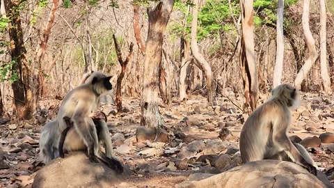 female monkey with her cute baby monkey ... | Stock Video | Pond5