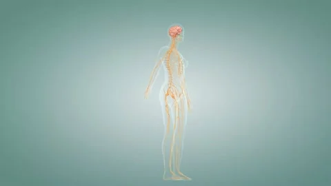 Female nervous system front view | Stock Video | Pond5