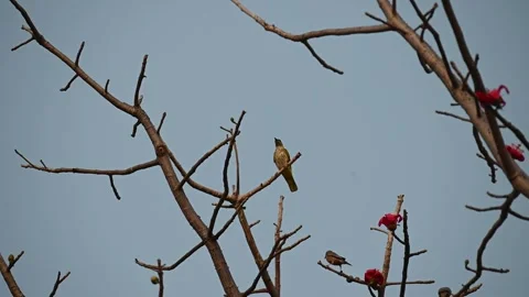 Female Starling Stock Videos – Royalty-Free HD & 4K Videos