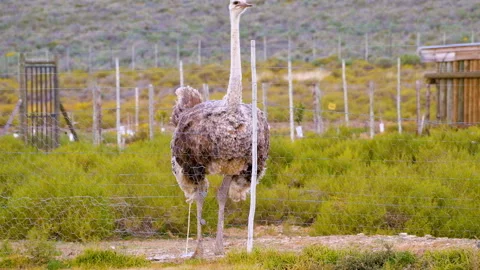 Ostrich Pooping Stock Footage ~ Royalty Free Stock Videos | Pond5