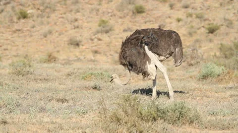 Ostrich Stock Videos – Royalty-Free HD & 4K Videos | Pond5