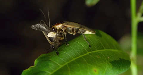 Female Photuris firefly eating male Phot... | Stock Video | Pond5