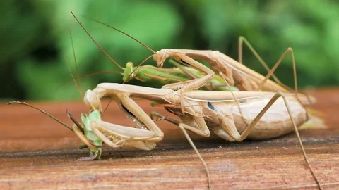 Praying Mantis Pose Stock Videos – Royalty-Free HD & 4K Videos