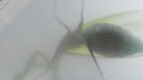 A FEMALE Praying Mantis moves on a micro... | Stock Video | Pond5