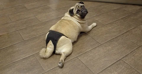 Female pug dog in heat, wearing diapers.... | Stock Video | Pond5