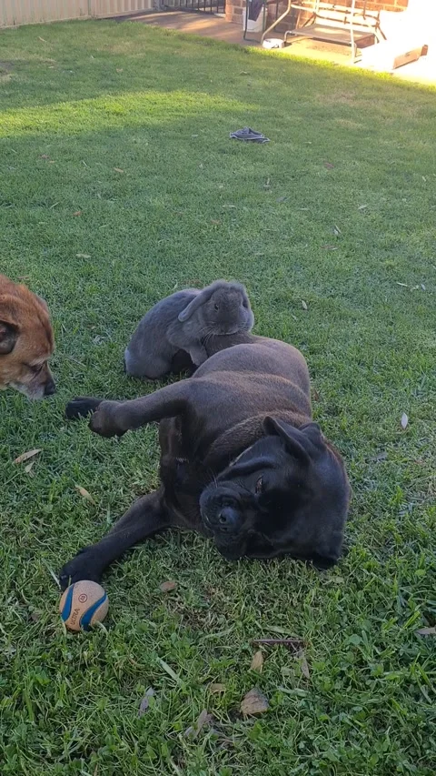 Female Humps Female Stock Videos – Royalty-Free HD & 4K Videos | Pond5