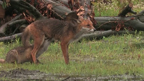 Vixenp Videps Stock Videos – Royalty-Free HD & 4K Videos