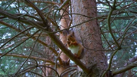 A female red-headed squirrel eats a waln... | Stock Video | Pond5