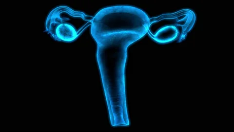 Female Reproductive System Anatomy Anima... | Stock Video | Pond5