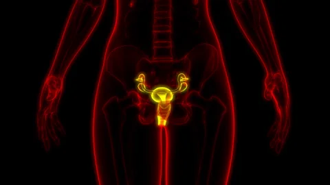 Female Reproductive System Anatomy Anima... | Stock Video | Pond5