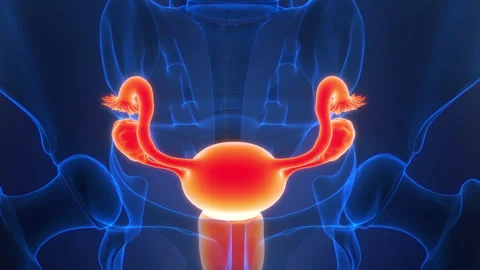 Female Reproductive System Anatomy Anima... | Stock Video | Pond5