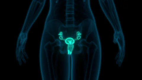 Female Reproductive System Anatomy Anima... | Stock Video | Pond5
