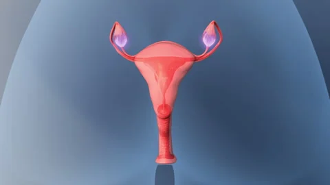 Female reproductive system components an... | Stock Video | Pond5