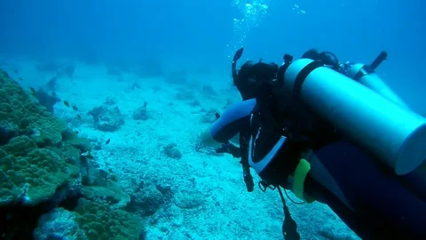 Ocean Animals Pictures Stock Videos – Royalty-Free HD & 4K Videos | Pond5