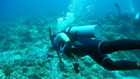 Ocean Animals Pictures Stock Videos – Royalty-Free HD & 4K Videos | Pond5