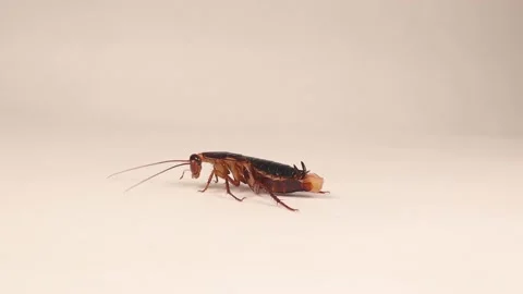 Female smooth cockroach lay the egg. Coc... | Stock Video | Pond5