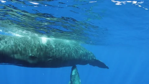 Female Sprem Stock Videos – Royalty-Free HD & 4K Videos | Pond5