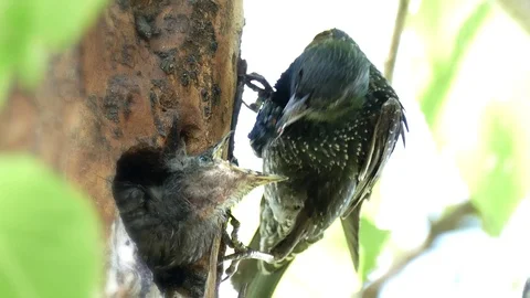 Starling Female Stock Videos – Royalty-Free HD & 4K Videos