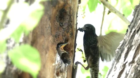 Female Starling Stock Videos – Royalty-Free HD & 4K Videos