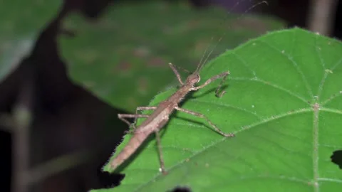 Female stick insect on leaves on nature ... | Stock Video | Pond5