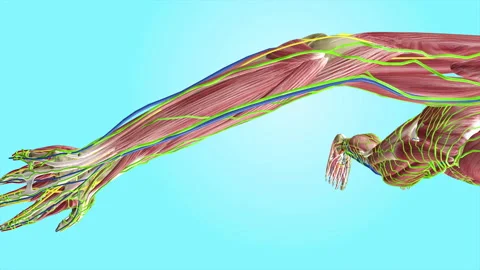 Female Top Focus in T-Pose Body Muscles ... | Stock Video | Pond5