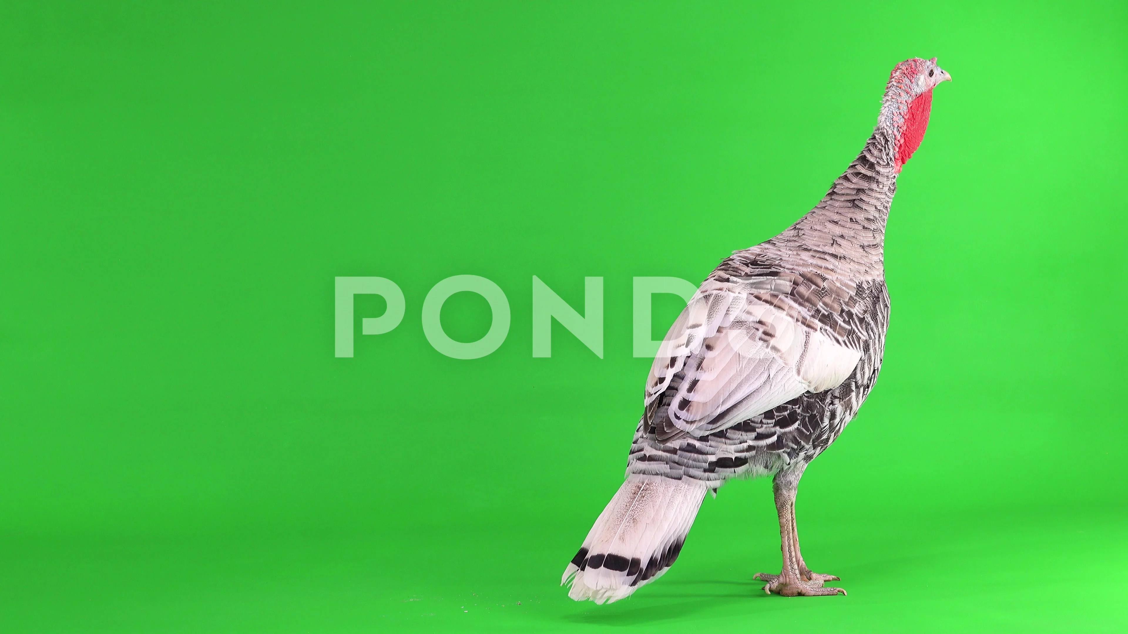 Turkey Green Screen